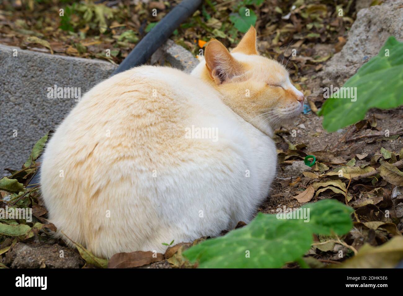 siamese red point cat outdoors Stock Photo - Alamy