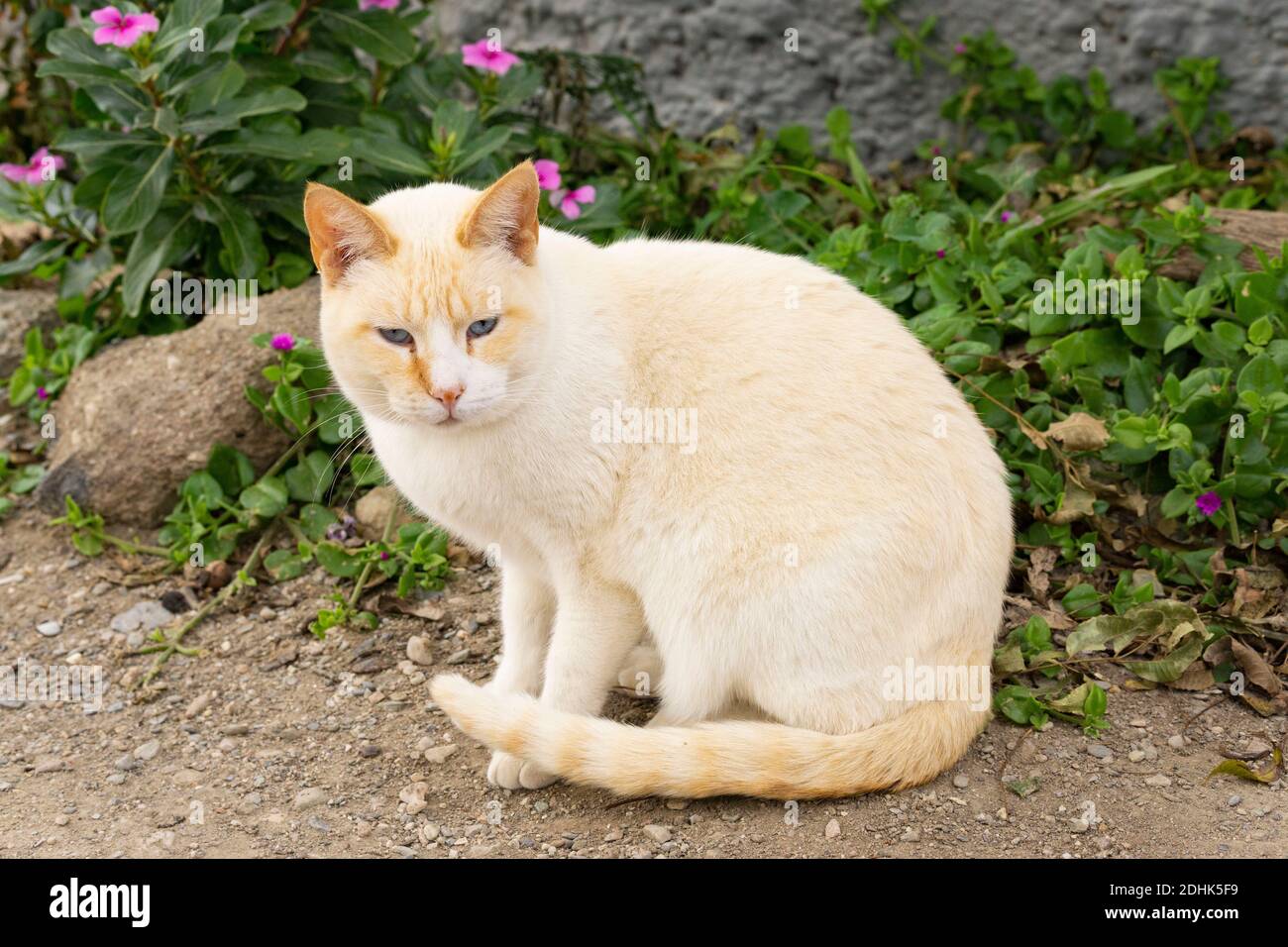 siamese red point cat outdoors Stock Photo - Alamy