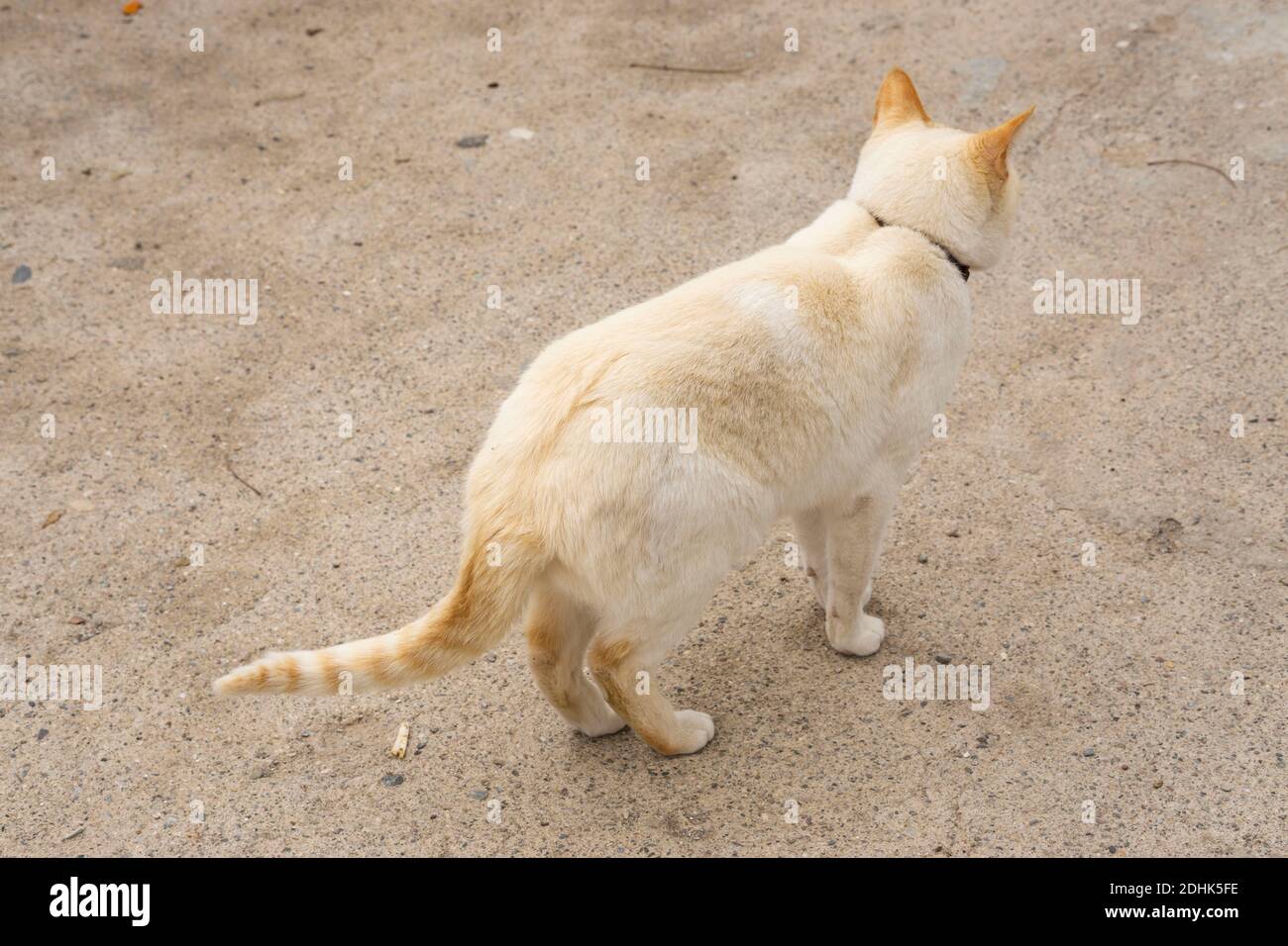 Siamese red point cat hi-res stock photography and images - Alamy