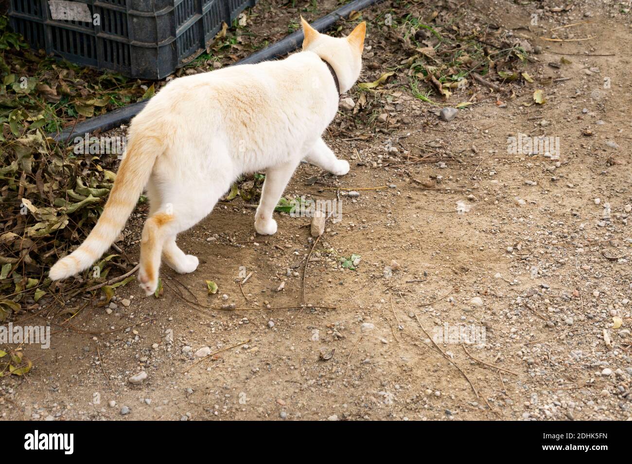 siamese red point cat outdoors Stock Photo - Alamy