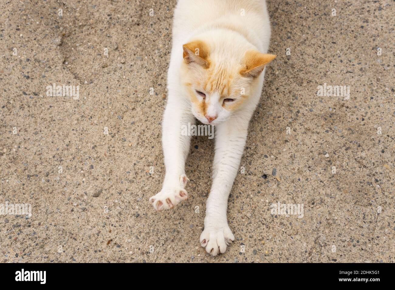 siamese red point cat outdoors Stock Photo - Alamy