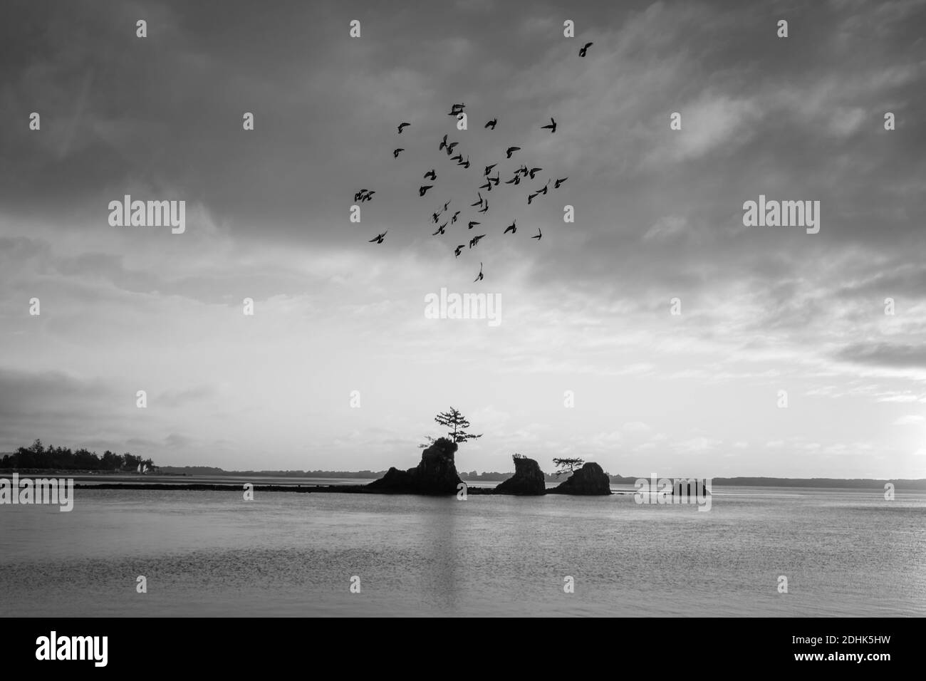 Ocean beach trees Black and White Stock Photos & Images - Alamy