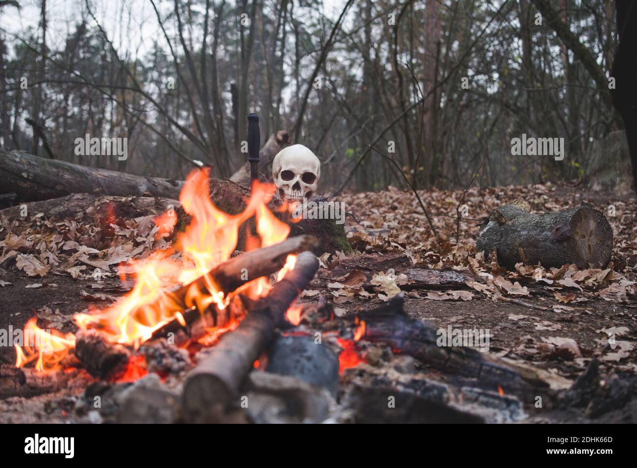 Human skull on fire. Skull behind fire. Skull on a tree stump in the ...