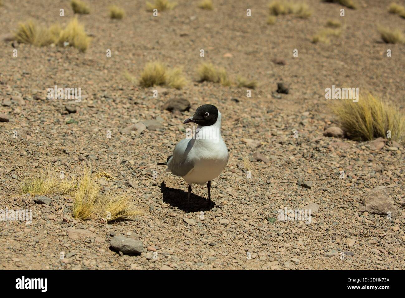 An Andean Gull (Chroicocephalus serranus) near the Miscanti lagoon on ...