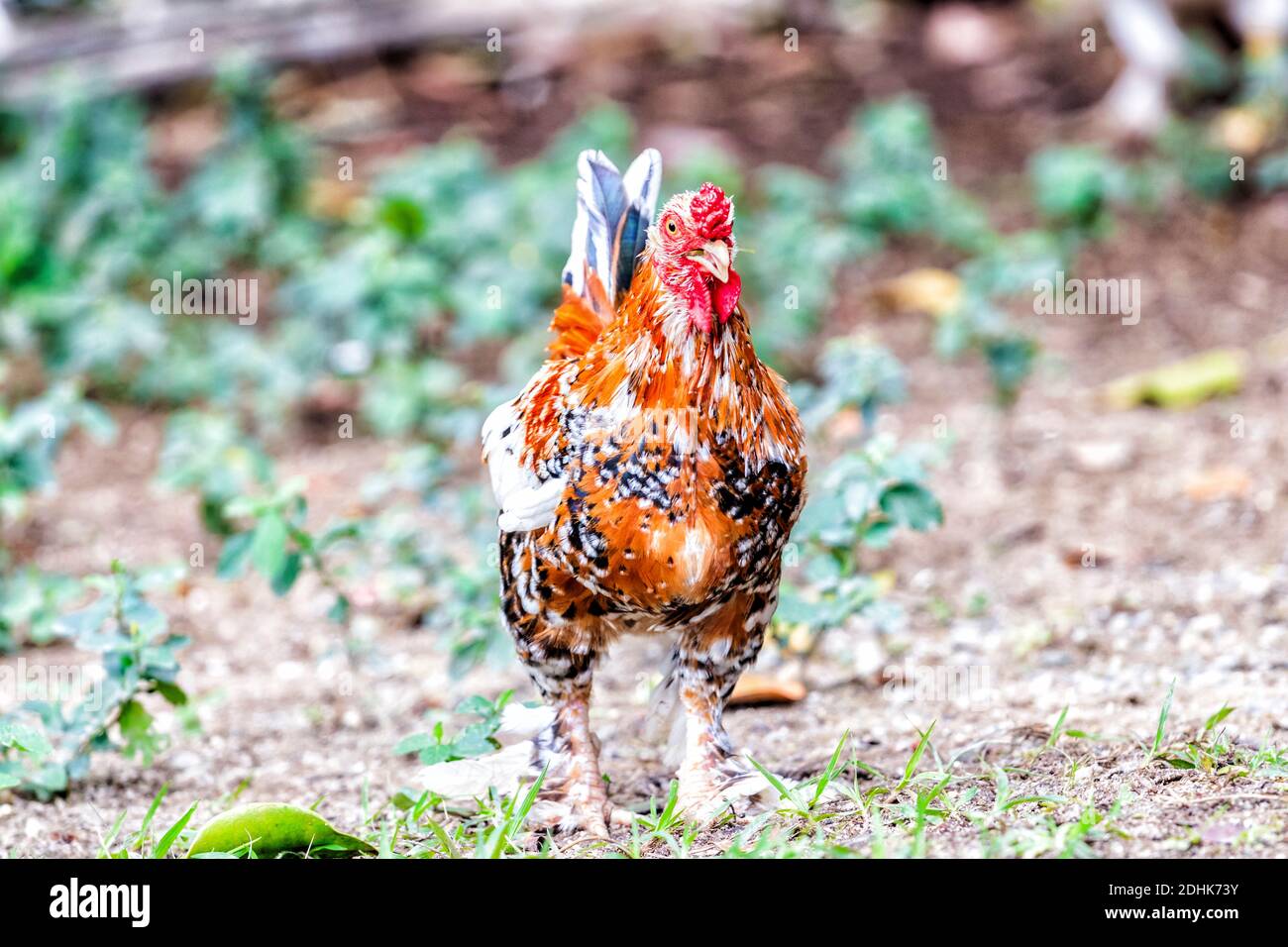 The country chicken Stock Photo - Alamy