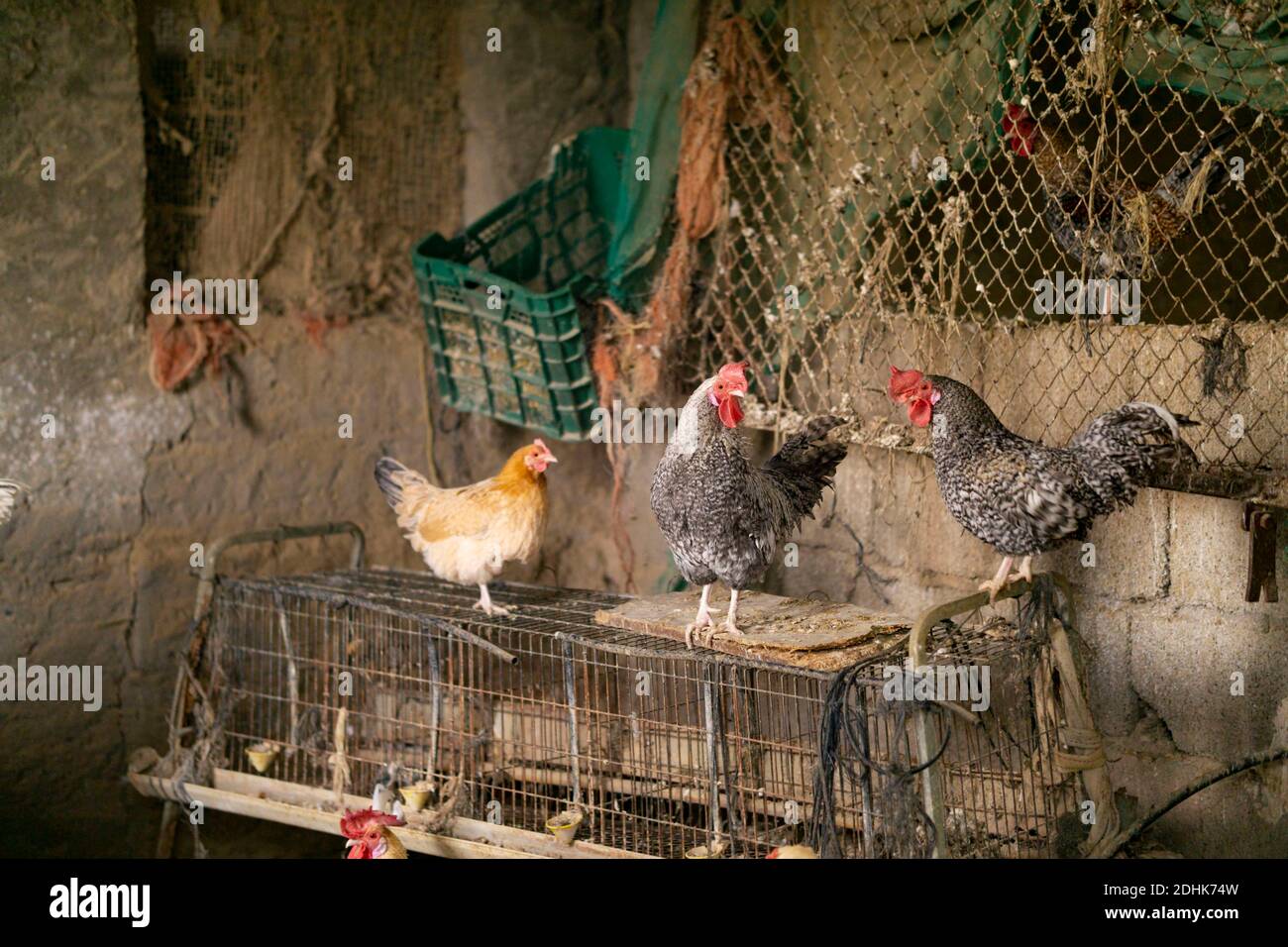 chickens and roosters inside a pen Stock Photo - Alamy