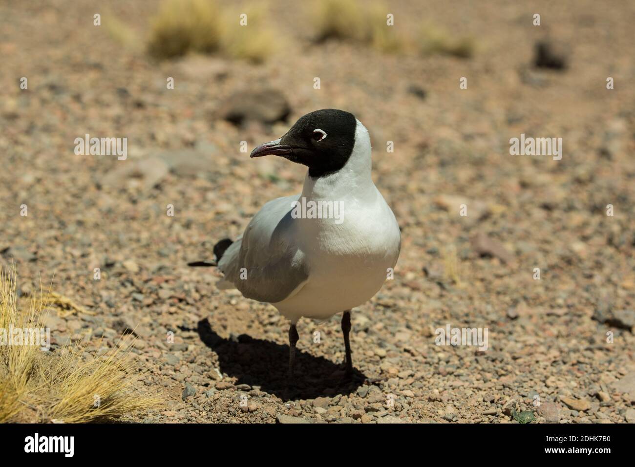 Andean birds hi-res stock photography and images - Alamy