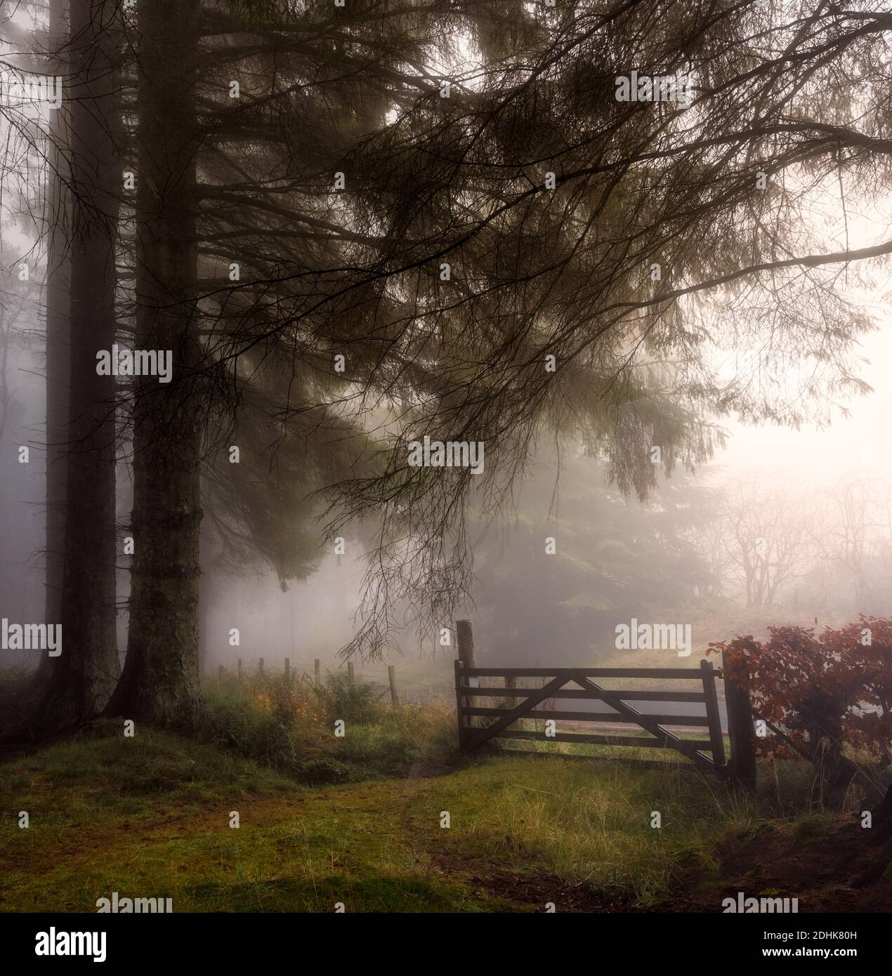 Forest gate hi-res stock photography and images - Alamy