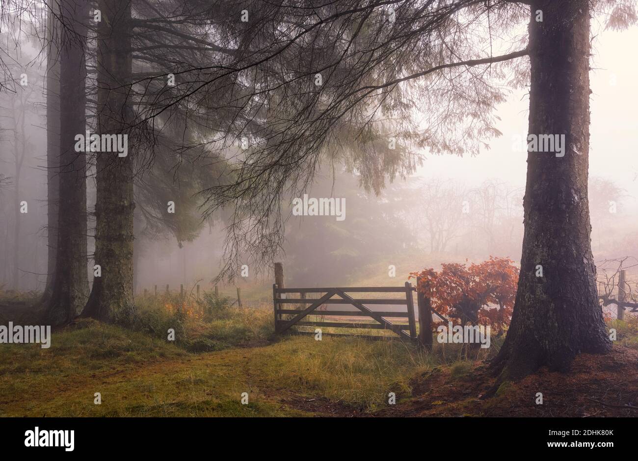 Entrance gate pine forest hi-res stock photography and images - Alamy