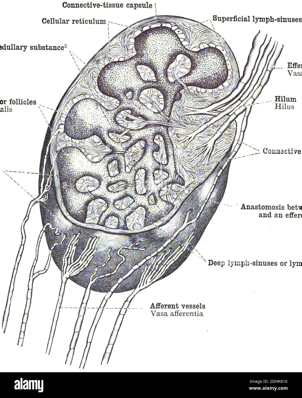 Lymph follicles hi-res stock photography and images - Alamy