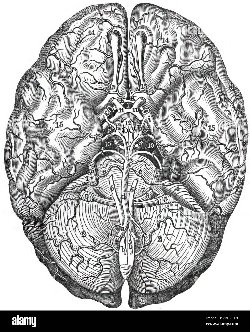 A topography of human brain Stock Photo - Alamy