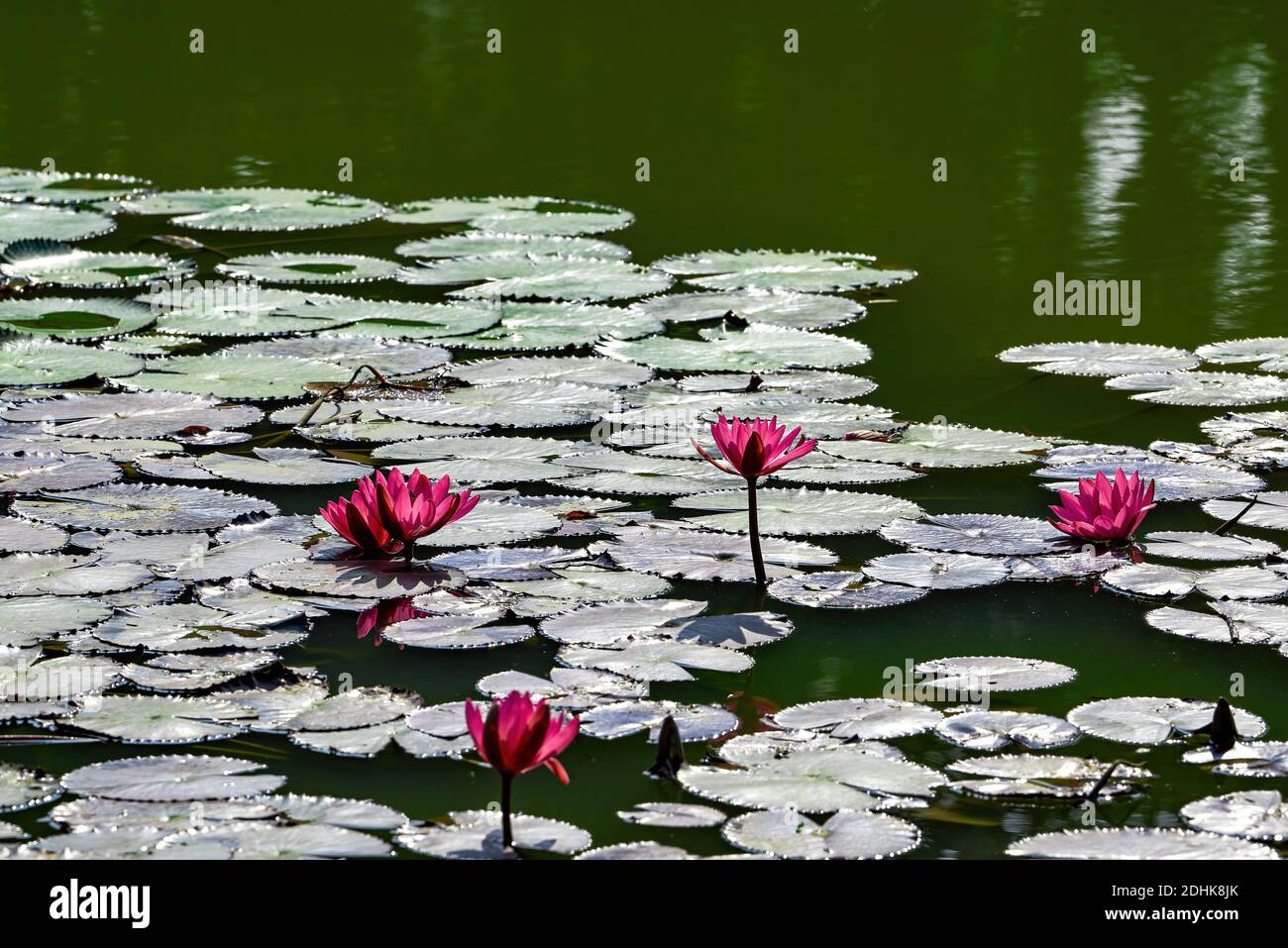 Lotus green theme hi-res stock photography and images - Alamy