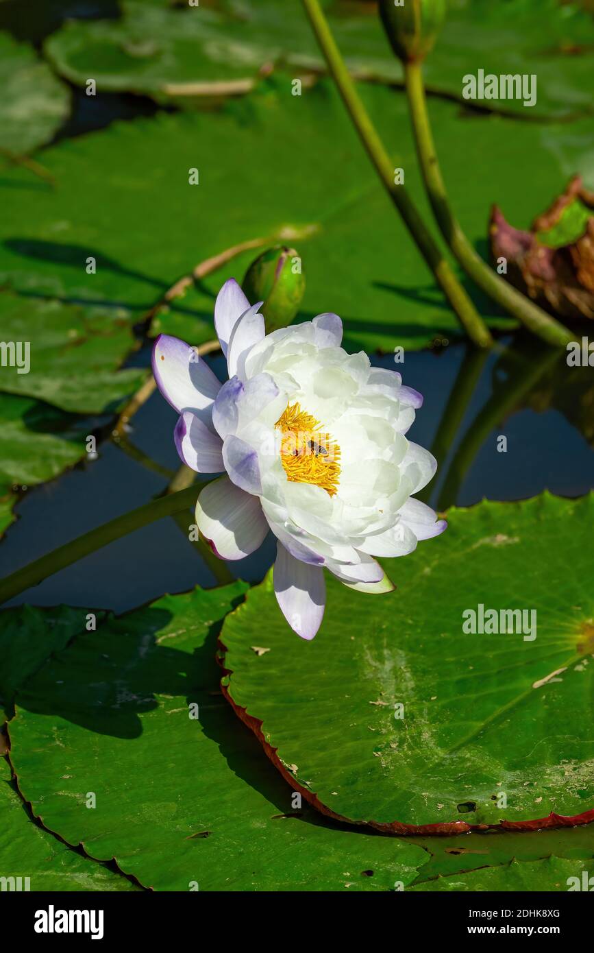 Lotus green and white theme hi-res stock photography and images - Alamy