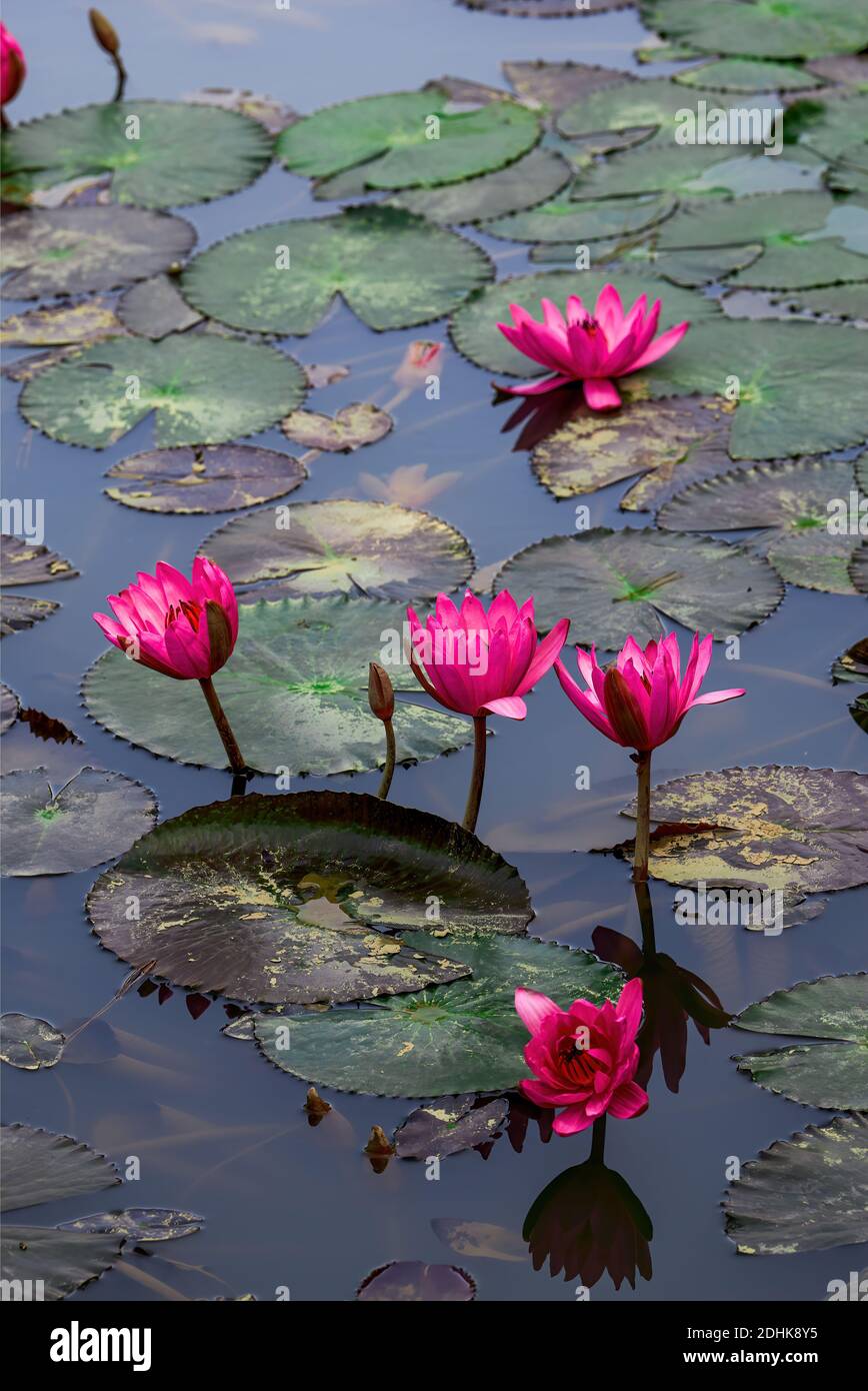 Lotus green and white theme hi-res stock photography and images - Alamy
