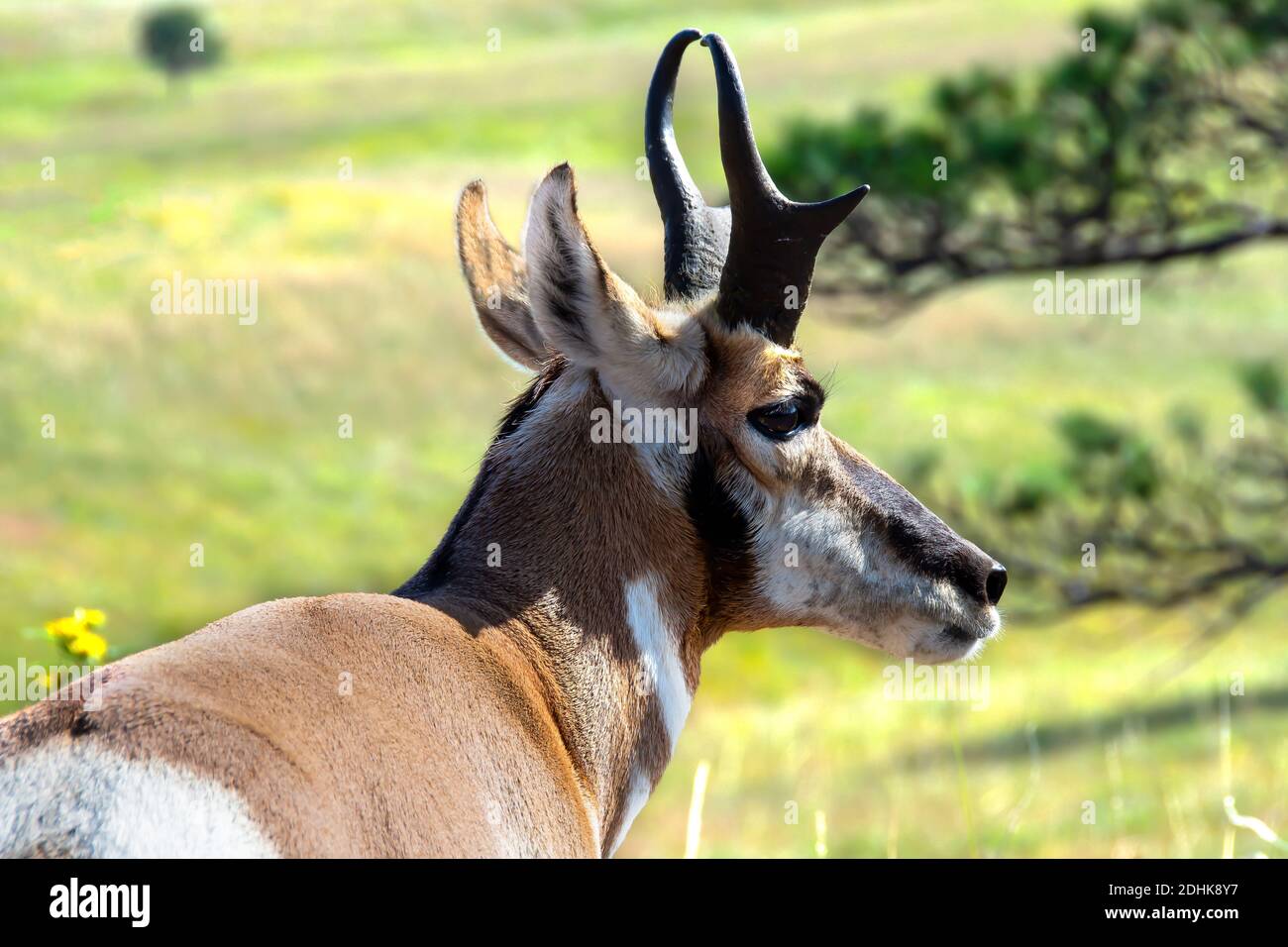 Profile of a pronghorn or antelope at Custer State Park, South Dakota ...
