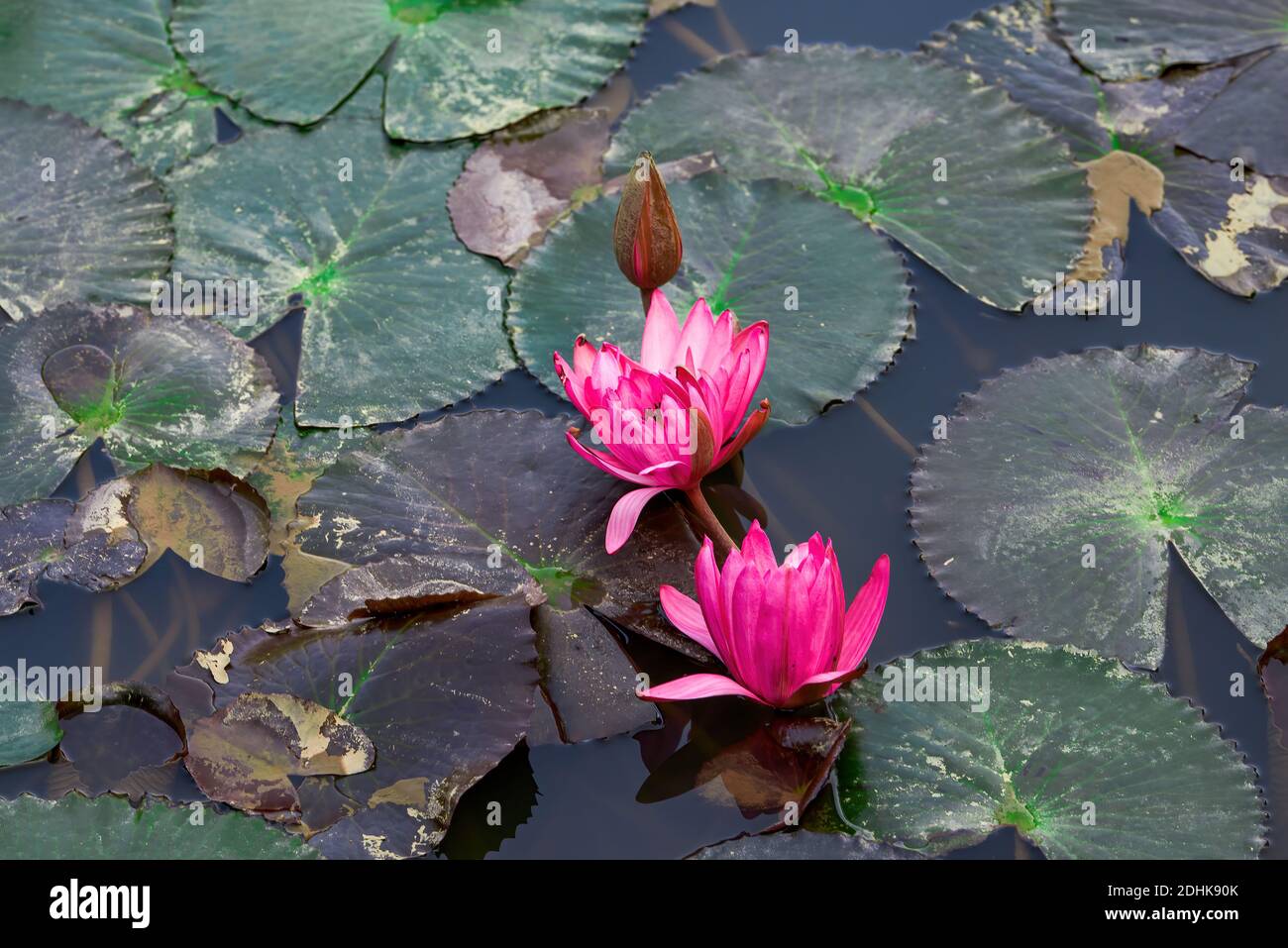 Lotus green and white theme hi-res stock photography and images - Alamy
