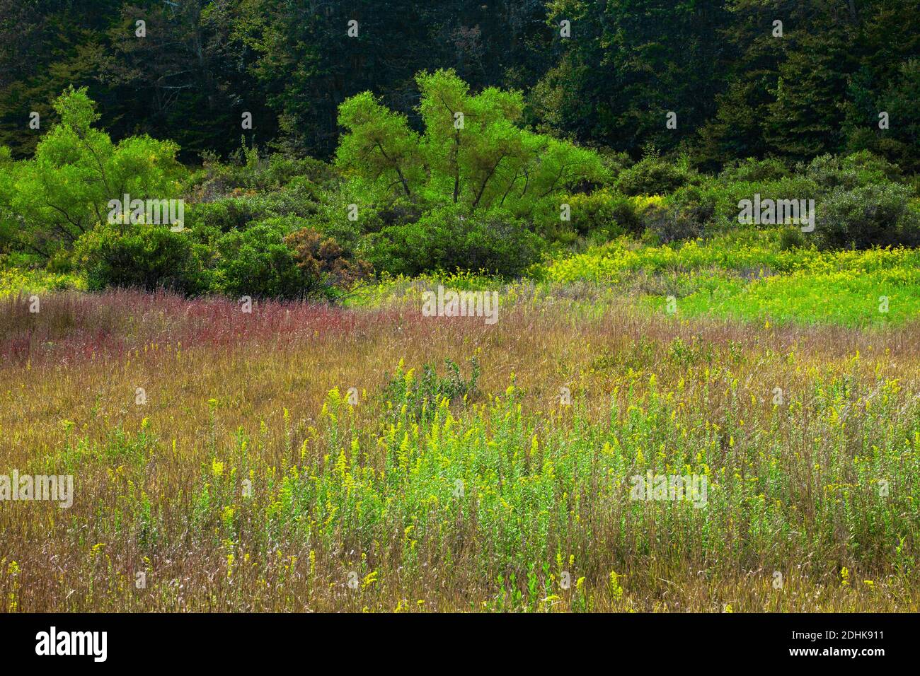 A late summer woodland meadow with goldenrod and little bluestem grass ...
