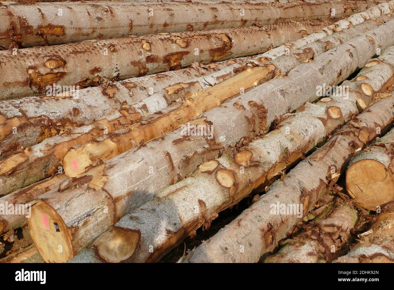 Stacked Long Tree Trunks Stock Photo - Alamy