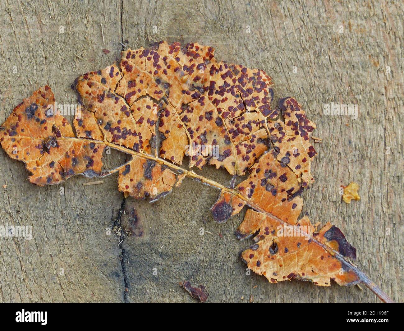 Crumbled leaf hi-res stock photography and images - Alamy