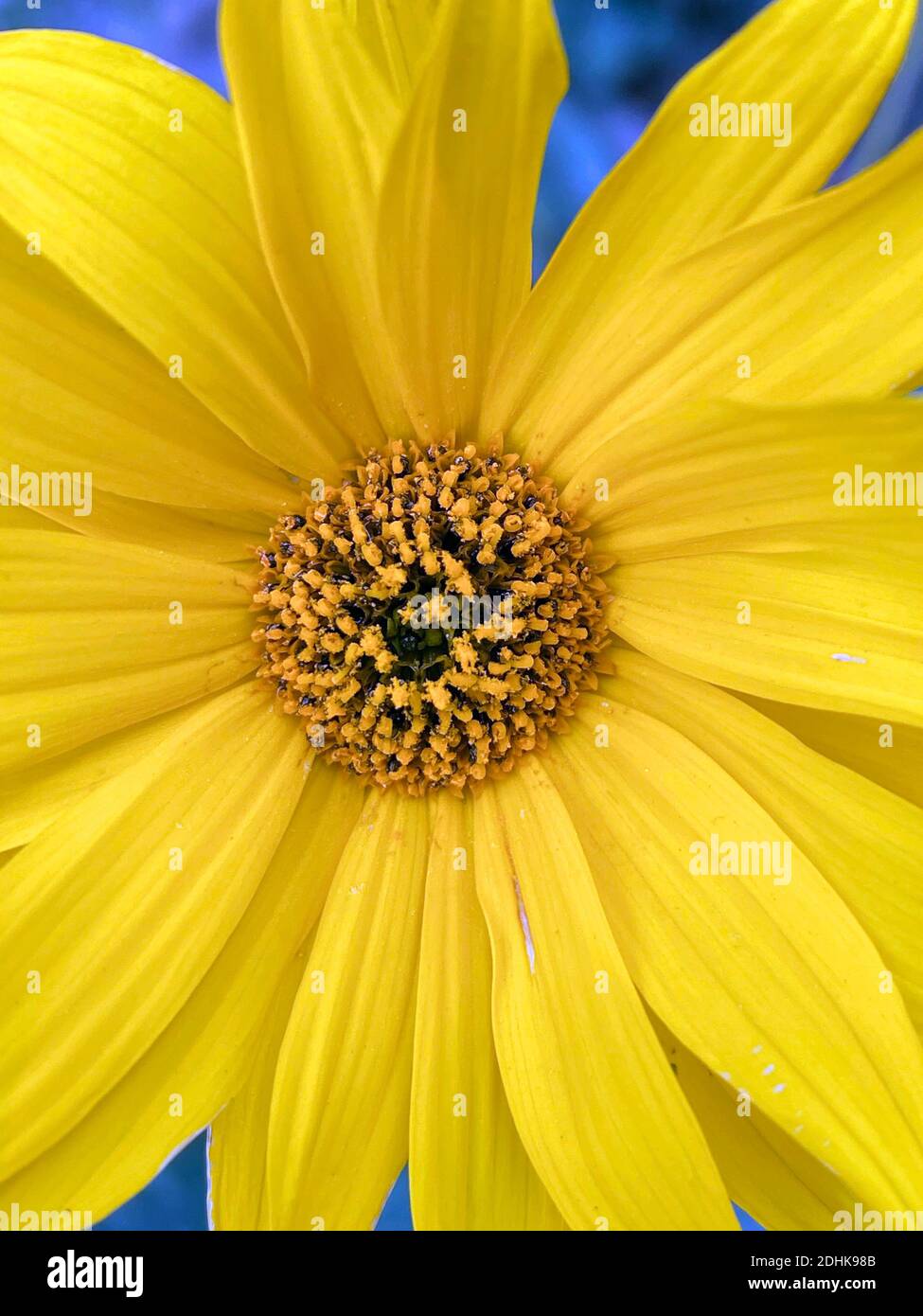 Topinambur Flower Helianthus Tuberosus Stock Photo - Alamy