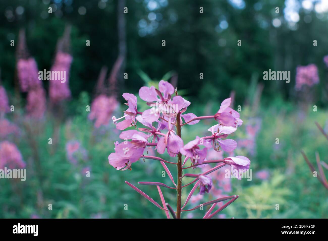Blooming sally flowers close up, willow-herb or Ivan Tea, medicinal ...