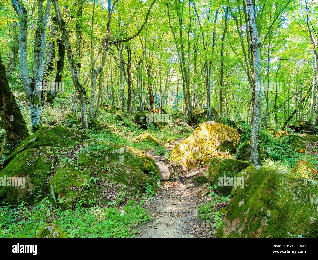 Green grove with large stones overgrown with moss and many deciduous ...