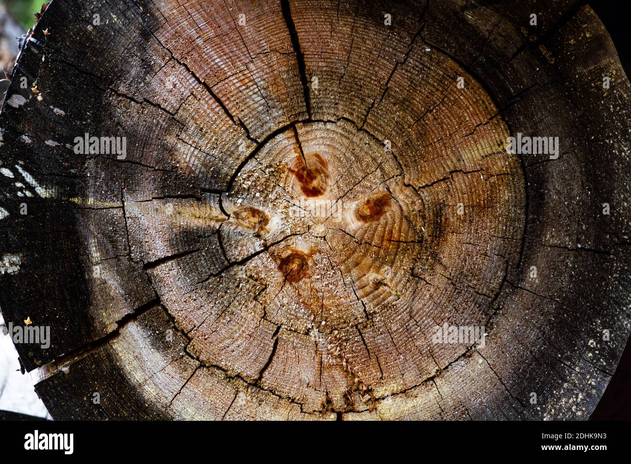 sawn tree trunk cross-section of pine with cracks and clear texture ...