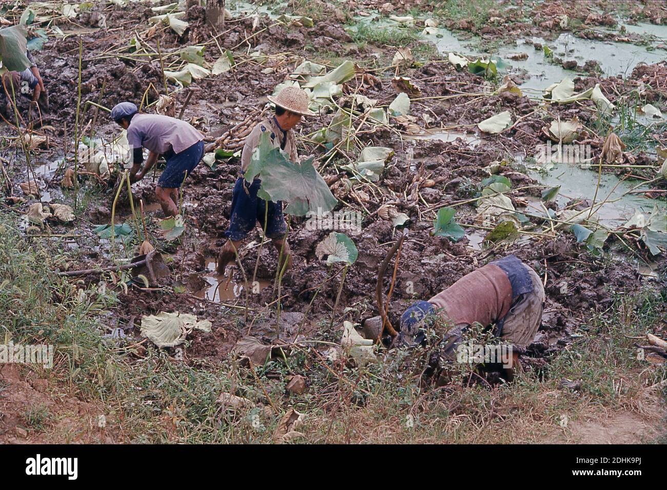 1960s, historical, chinese farm workers in a muddy field digging out ...