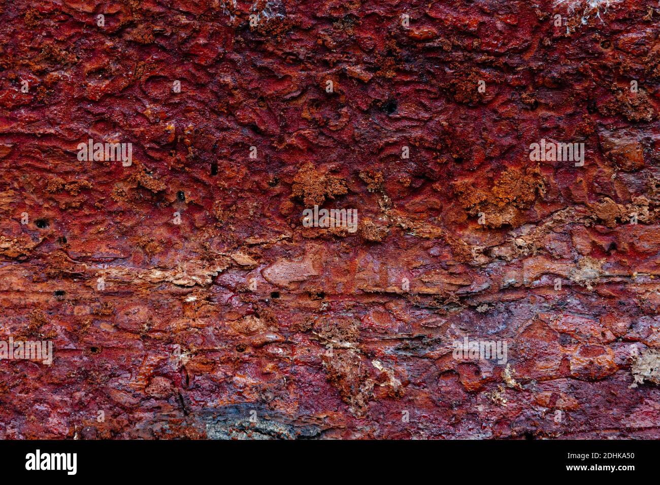 rotting bark of a pine tree on the inside with signs of aging Stock ...