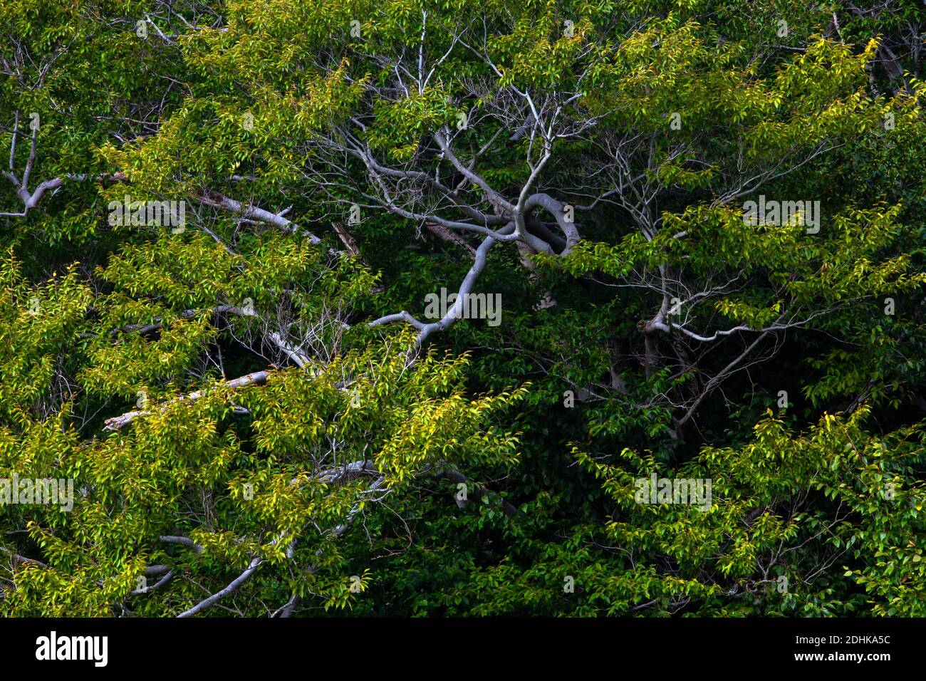 The branches on a mature American Beech growing in Pennsylvania’s ...