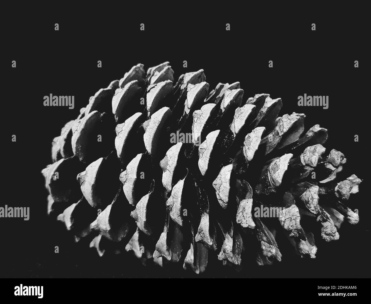 A grayscale shot of a Conifer cone on a dark background Stock Photo - Alamy