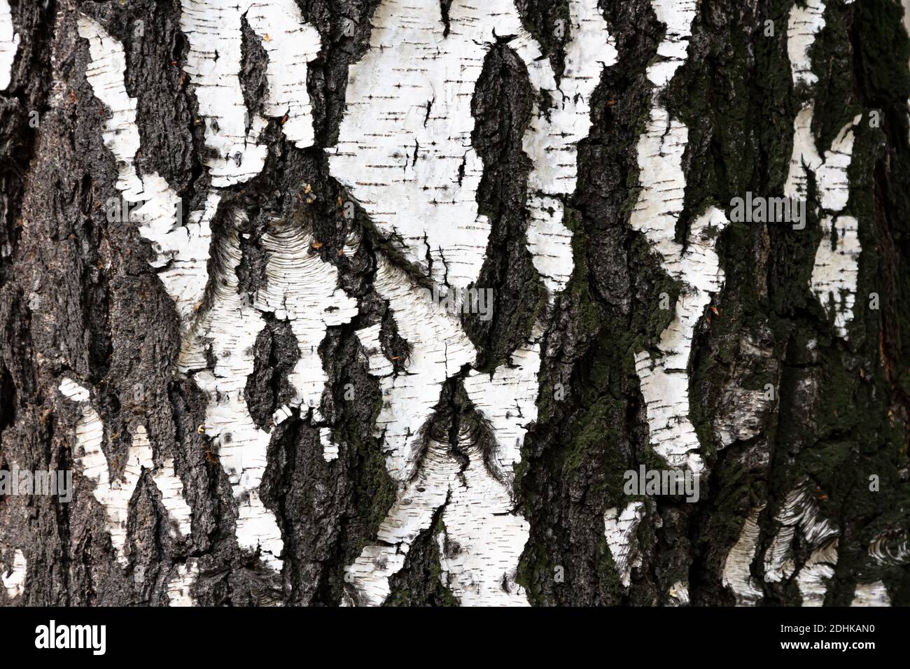 birch tree trunk close-up with cracked bark on a bright sunny day Stock Photo - Alamy