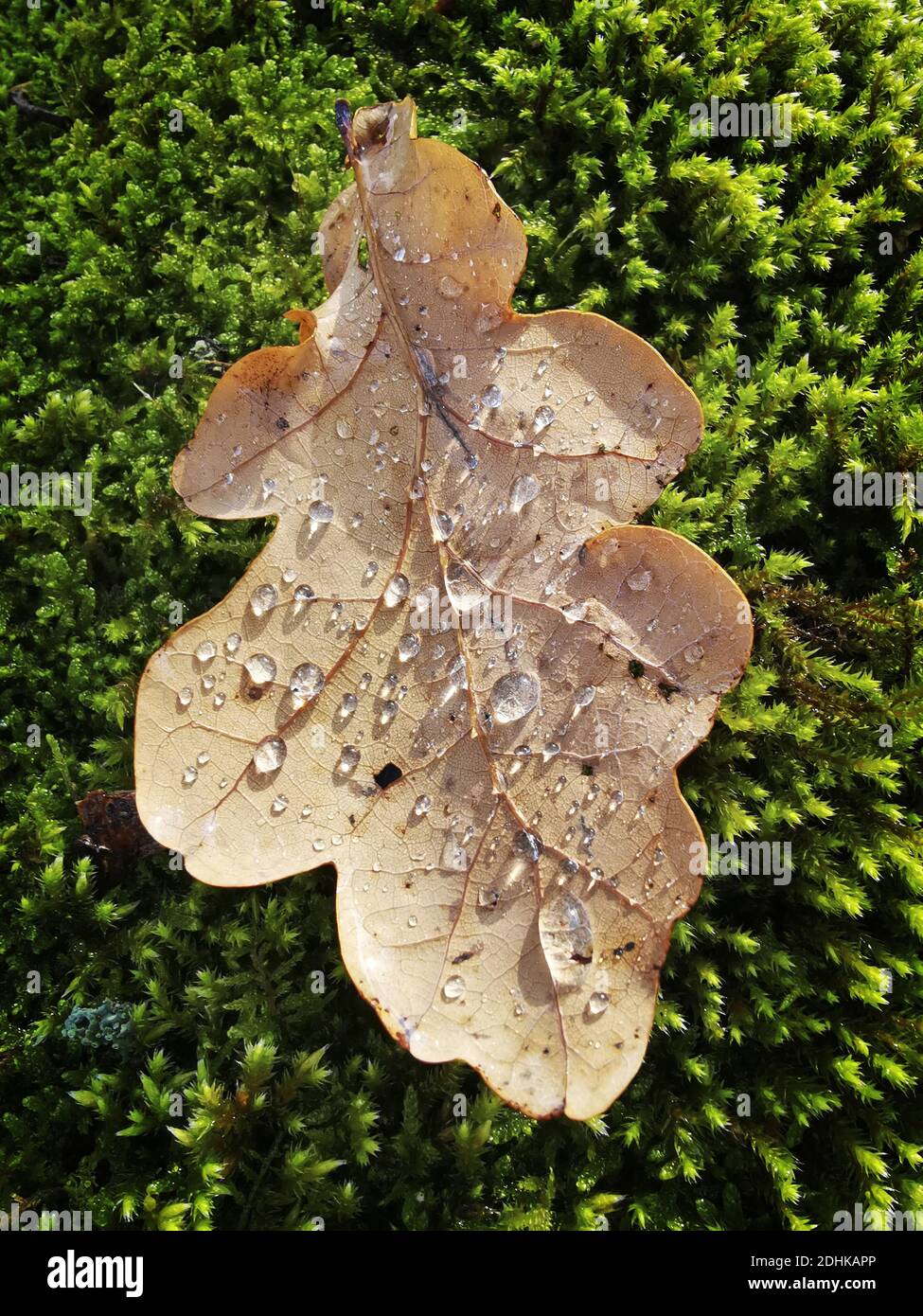 A top view shot of a leaf with dewdrops on it Stock Photo - Alamy