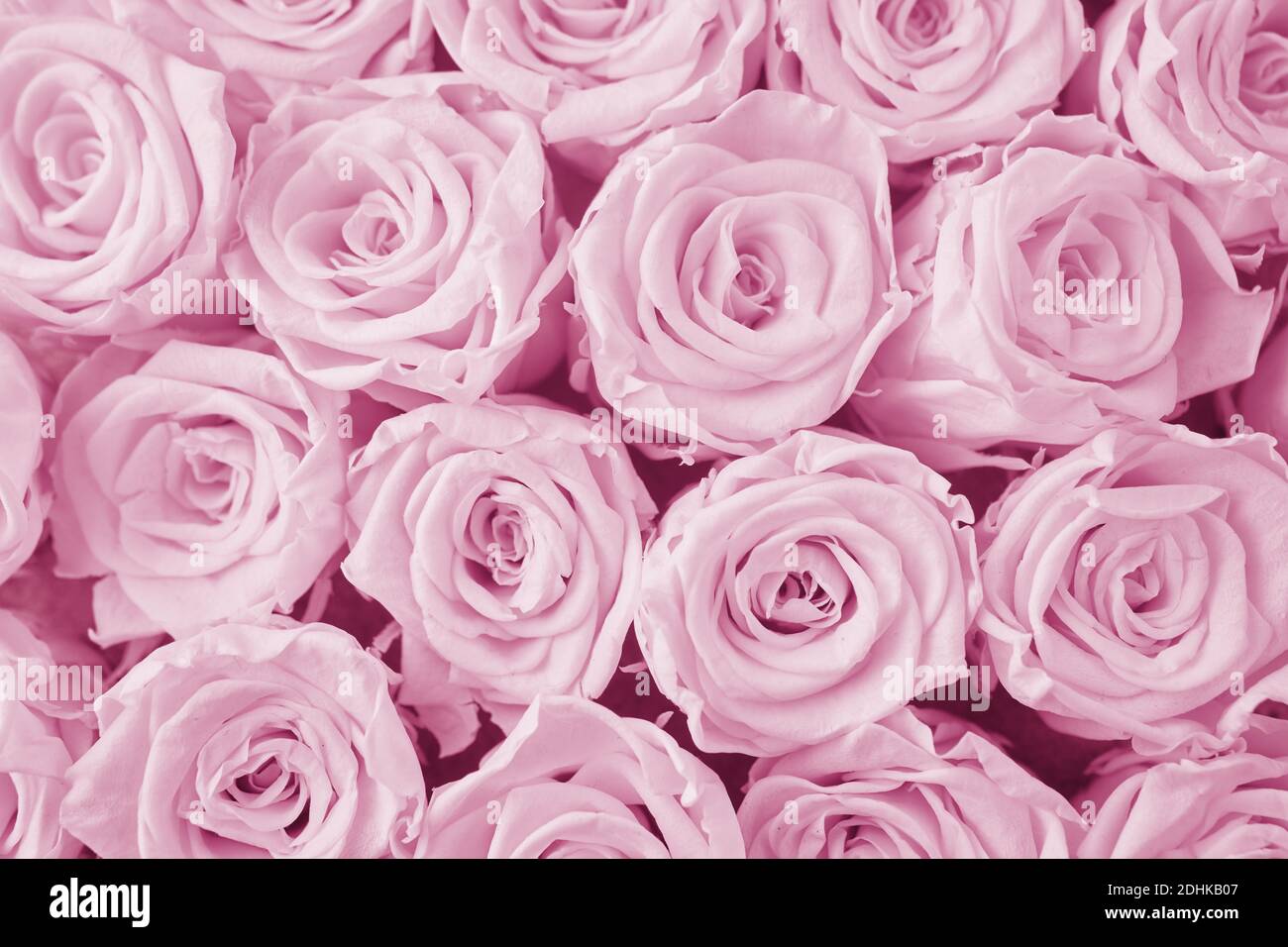 Pink roses background. Close up roses bunch Stock Photo - Alamy