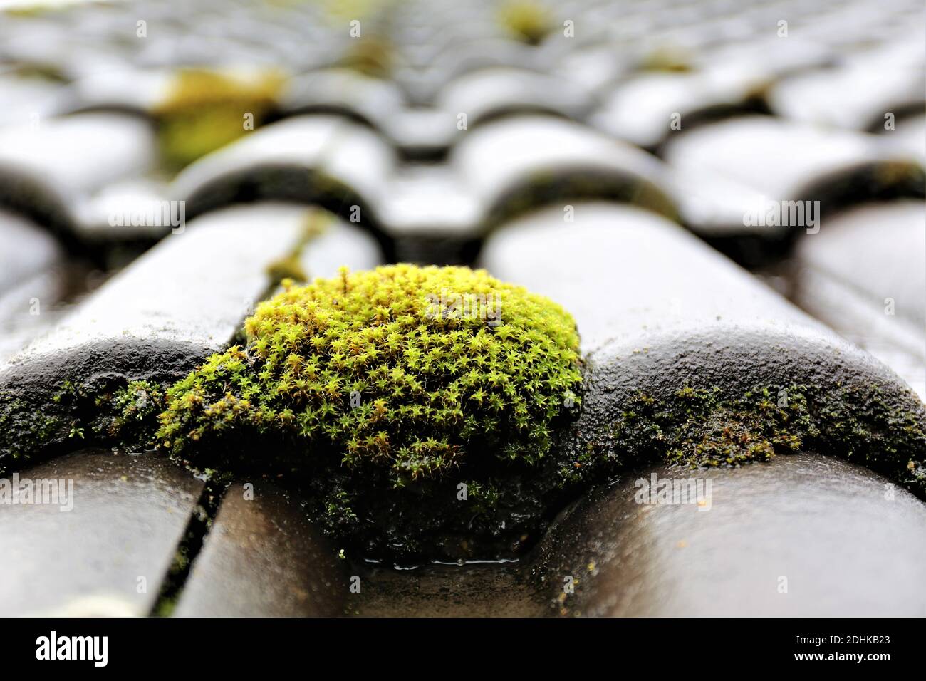 snow covered tree Stock Photo - Alamy