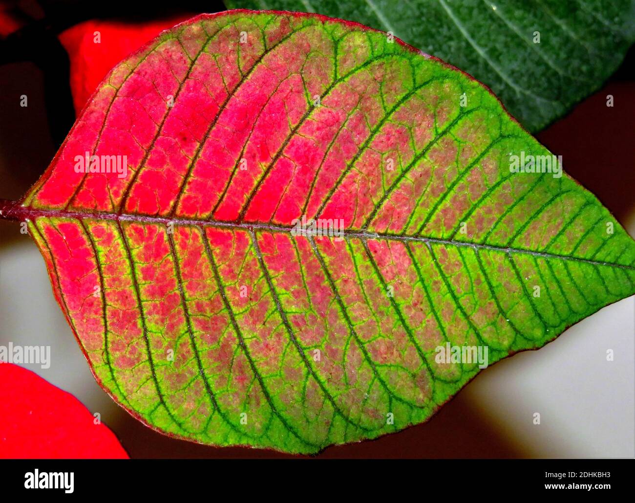 The veins on a leaf, red with green Stock Photo - Alamy