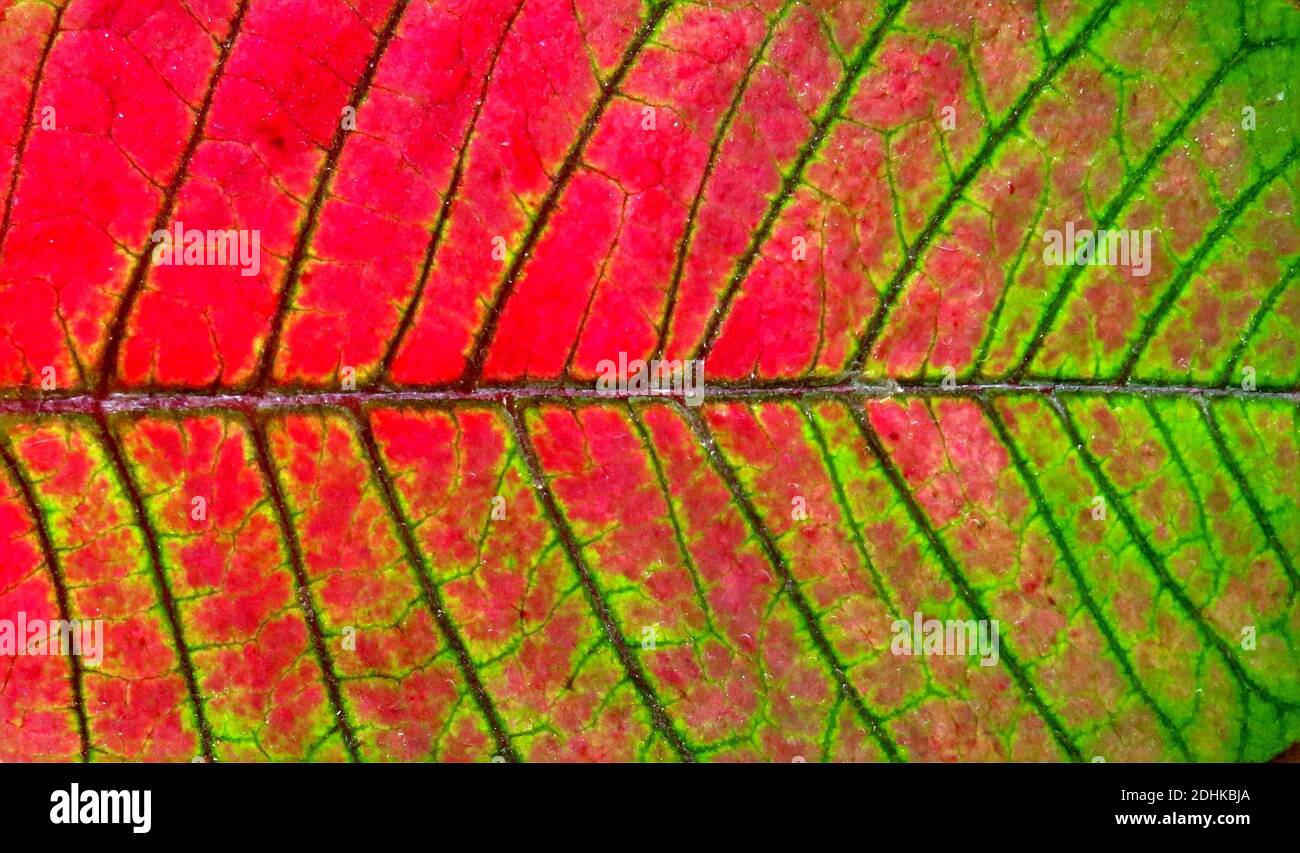 The veins on a leaf, red with green Stock Photo - Alamy