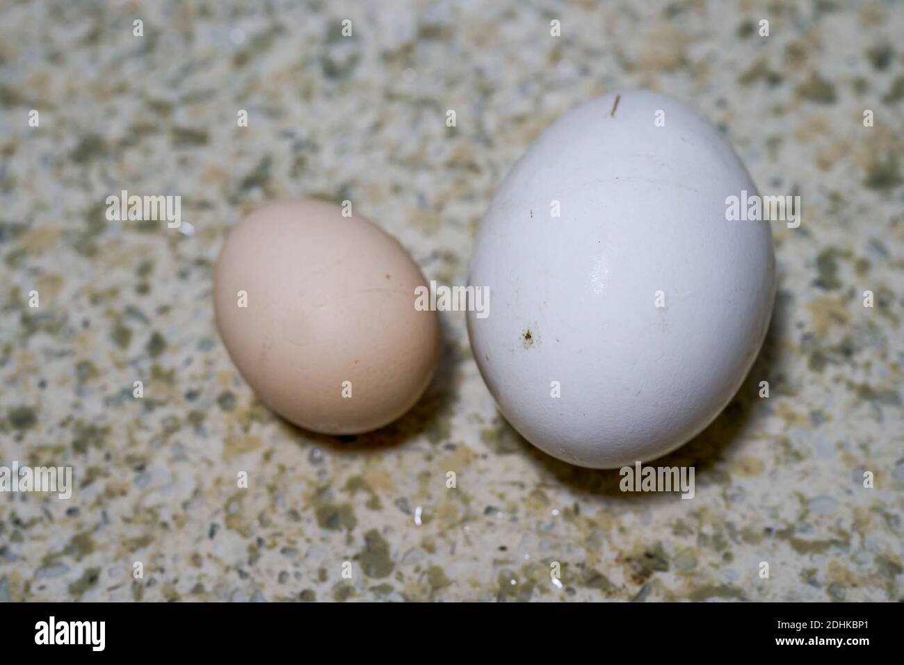 egg. Duck eggs. Close-up of the size comparison of goose eggs Stock ...