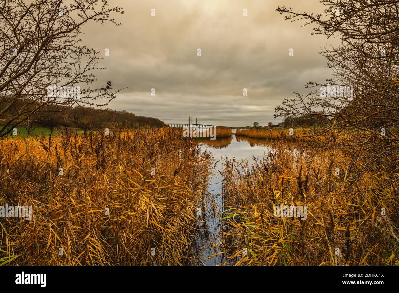 A beautiful picture of reeds that appear in red in the sunset light ...