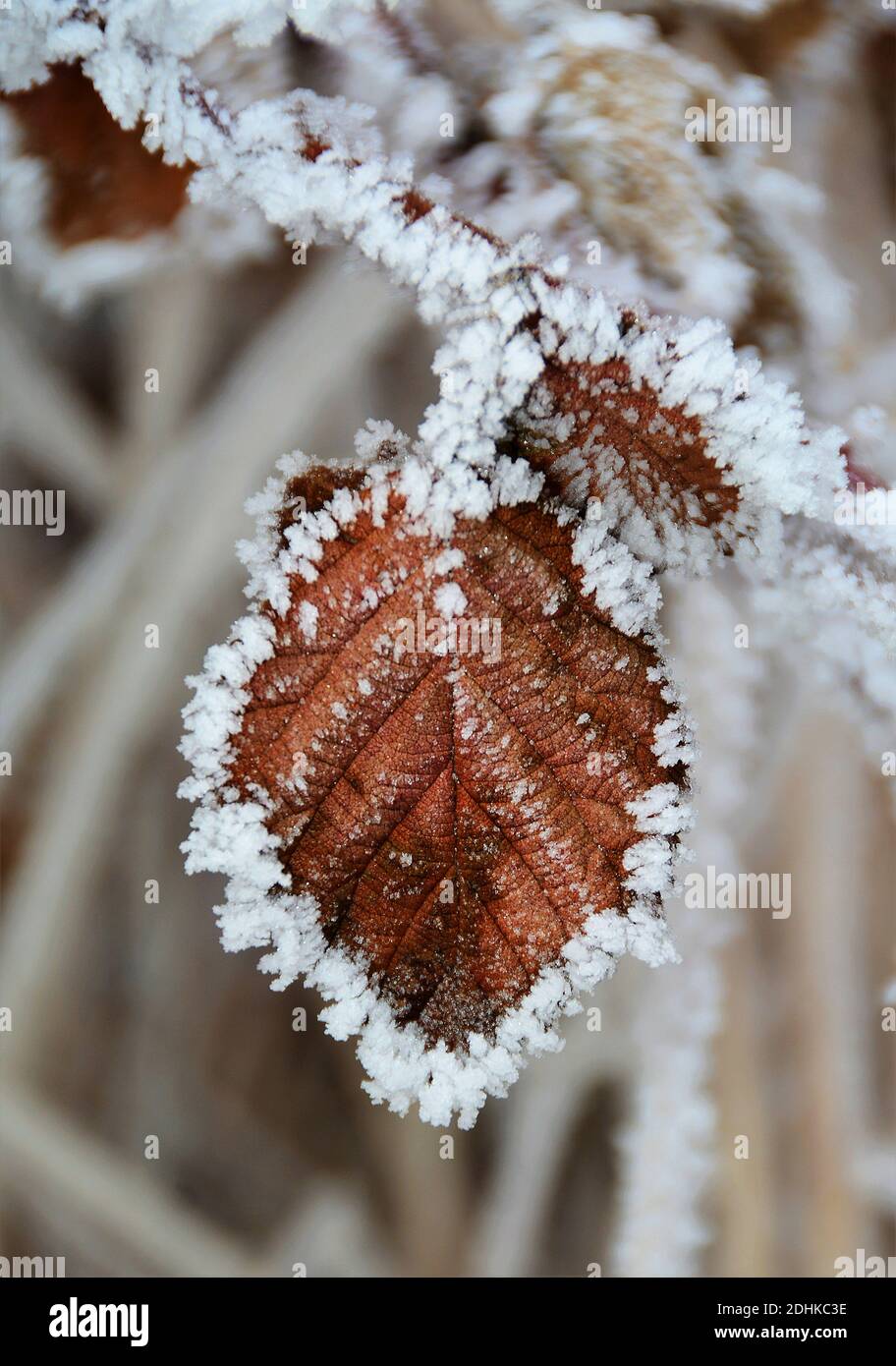 A frozen offshoot after fog in winter Stock Photo - Alamy