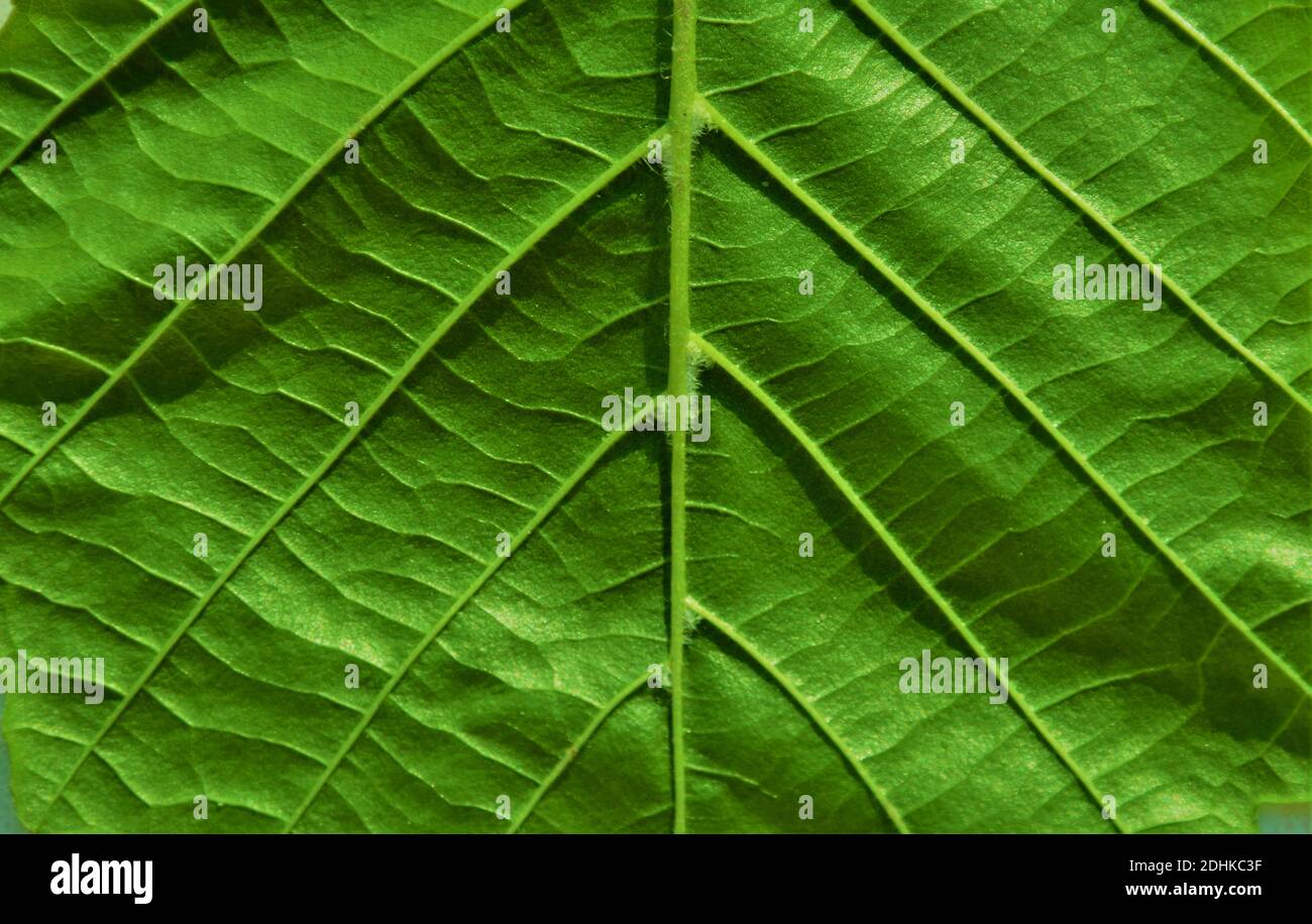 Rib of a leaf hi-res stock photography and images - Alamy