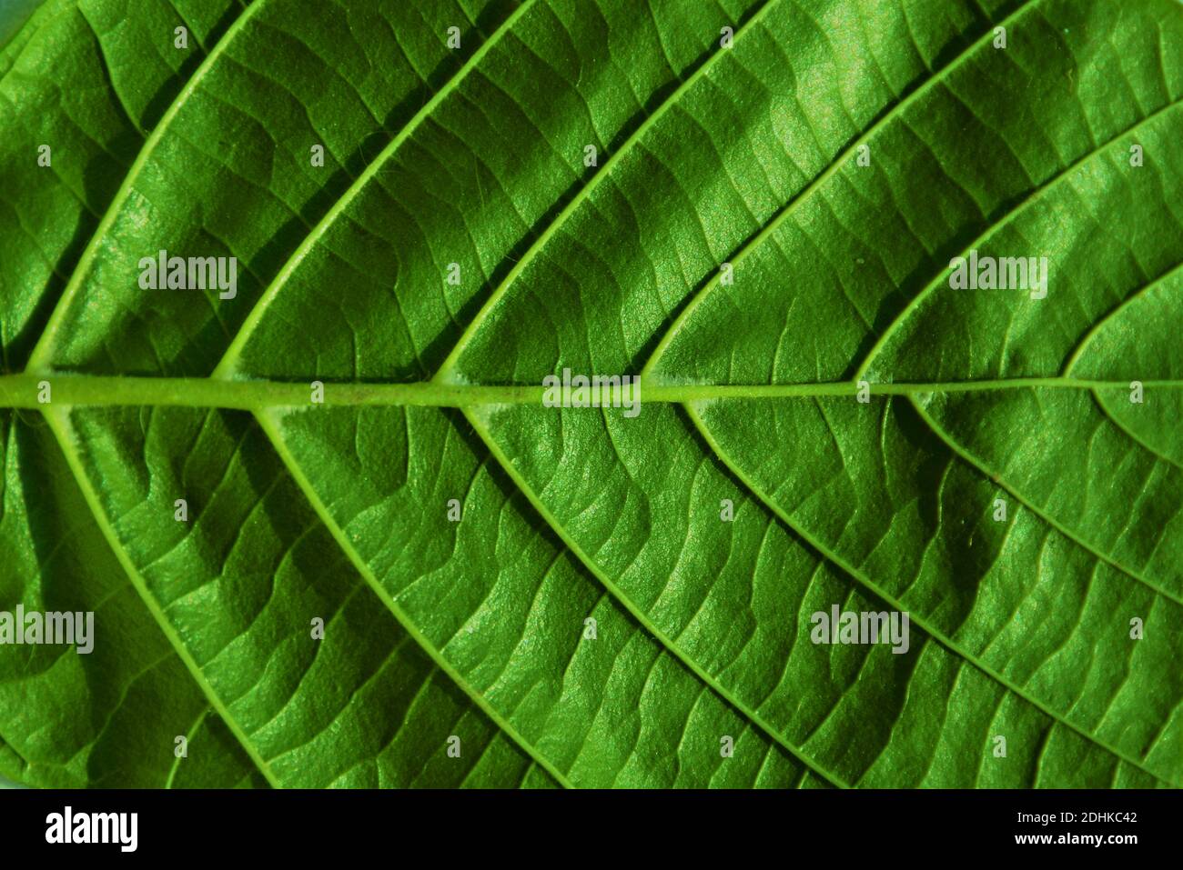Leaf rib hi-res stock photography and images - Alamy