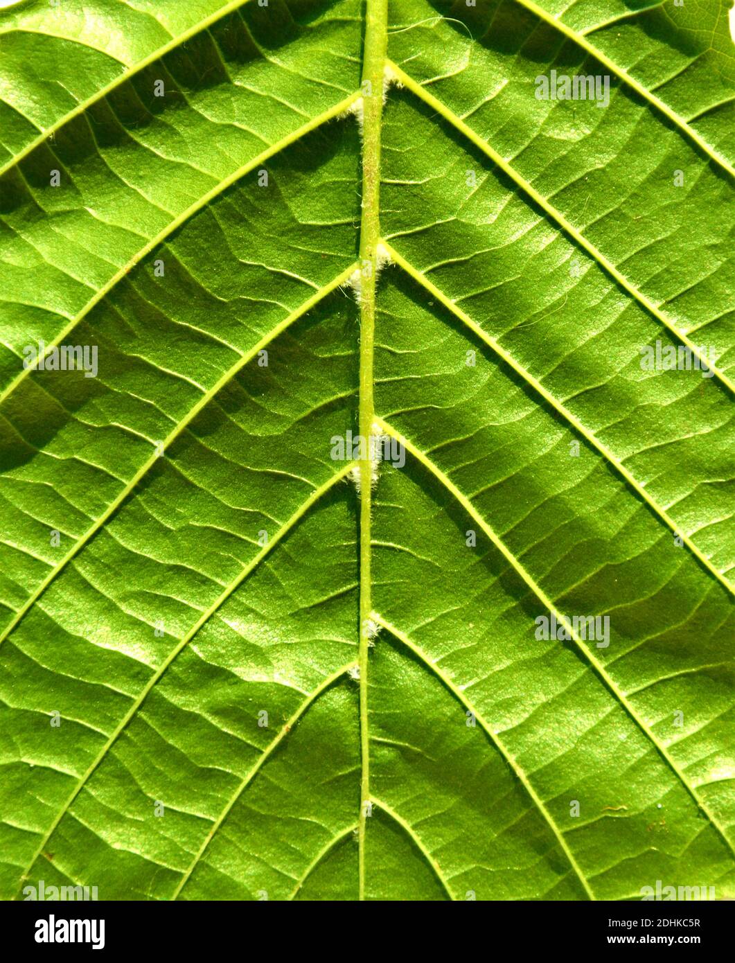 Ribs of a leaf hi-res stock photography and images - Alamy