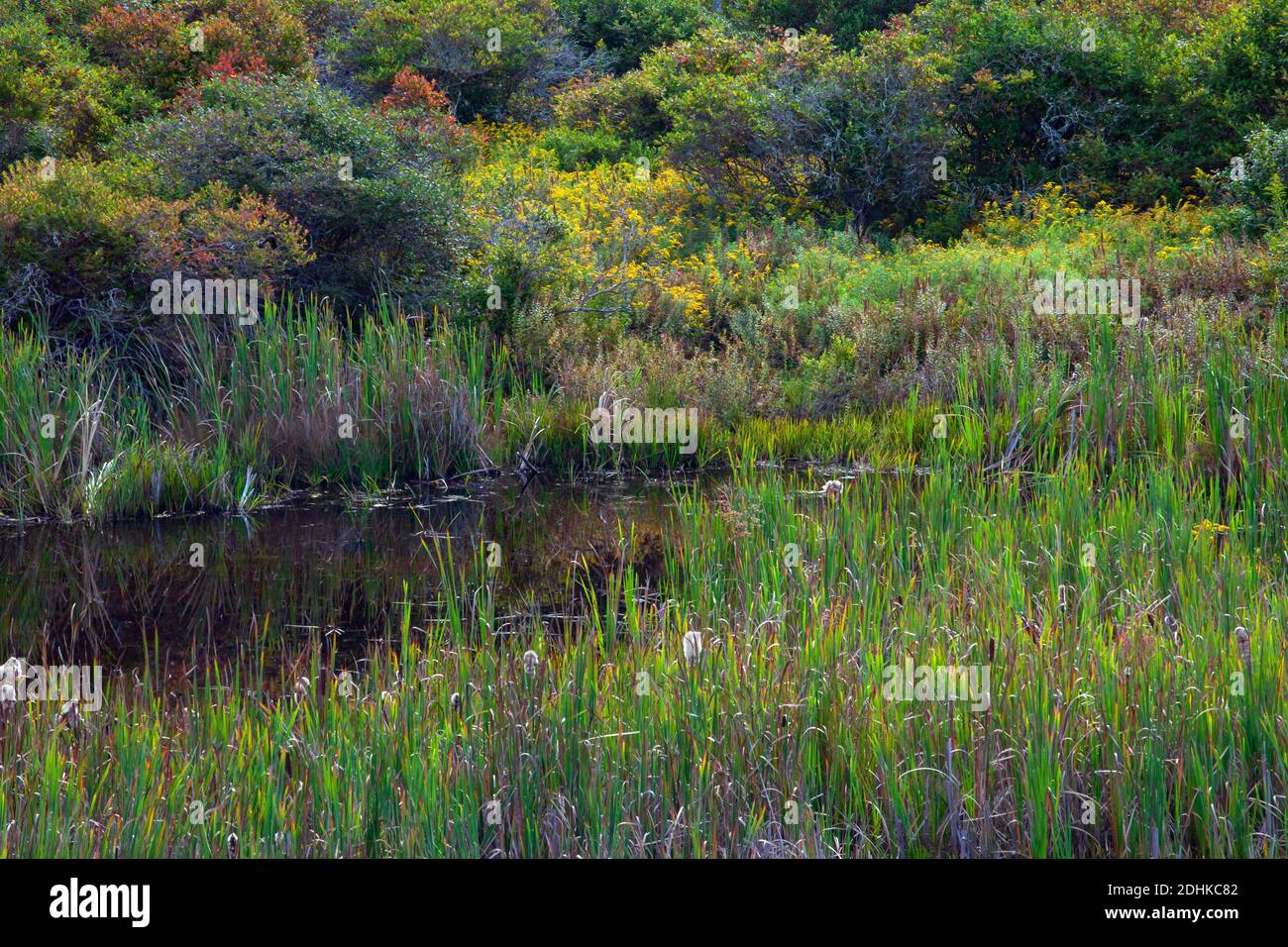 Freshwater marsh ecosystem hi-res stock photography and images - Alamy