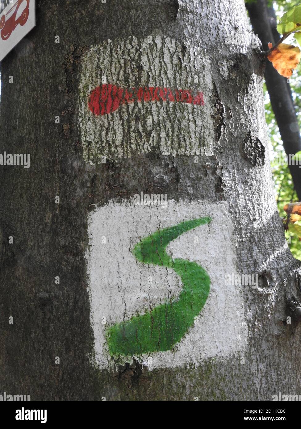 A vertical low angle shot of the letter S on the bark of the tree ...