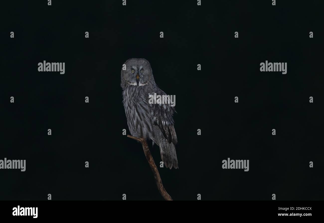 The night owl hi-res stock photography and images - Alamy