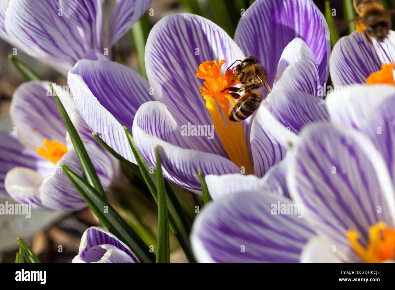 Spring garden flowers honey bee in flower pollen Stock Photo - Alamy