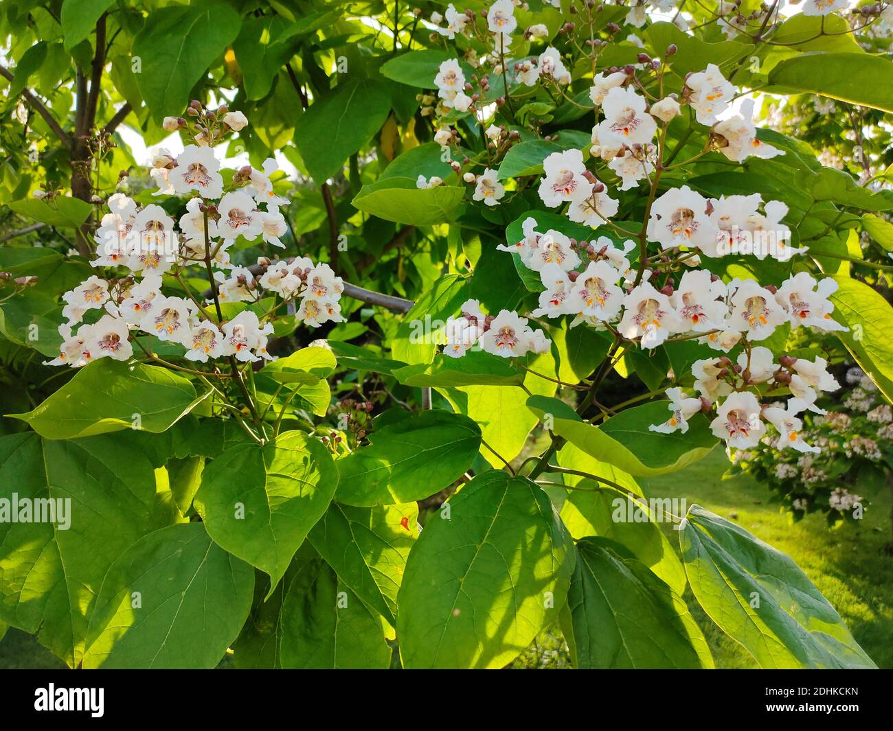 White flowers of southern catalpa, Catalpa bignonioides Stock Photo - Alamy