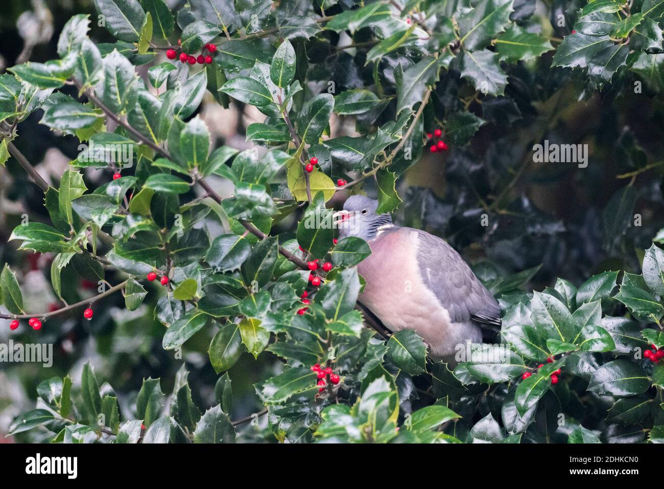 Wood pigeon eating leaves hi-res stock photography and images - Alamy
