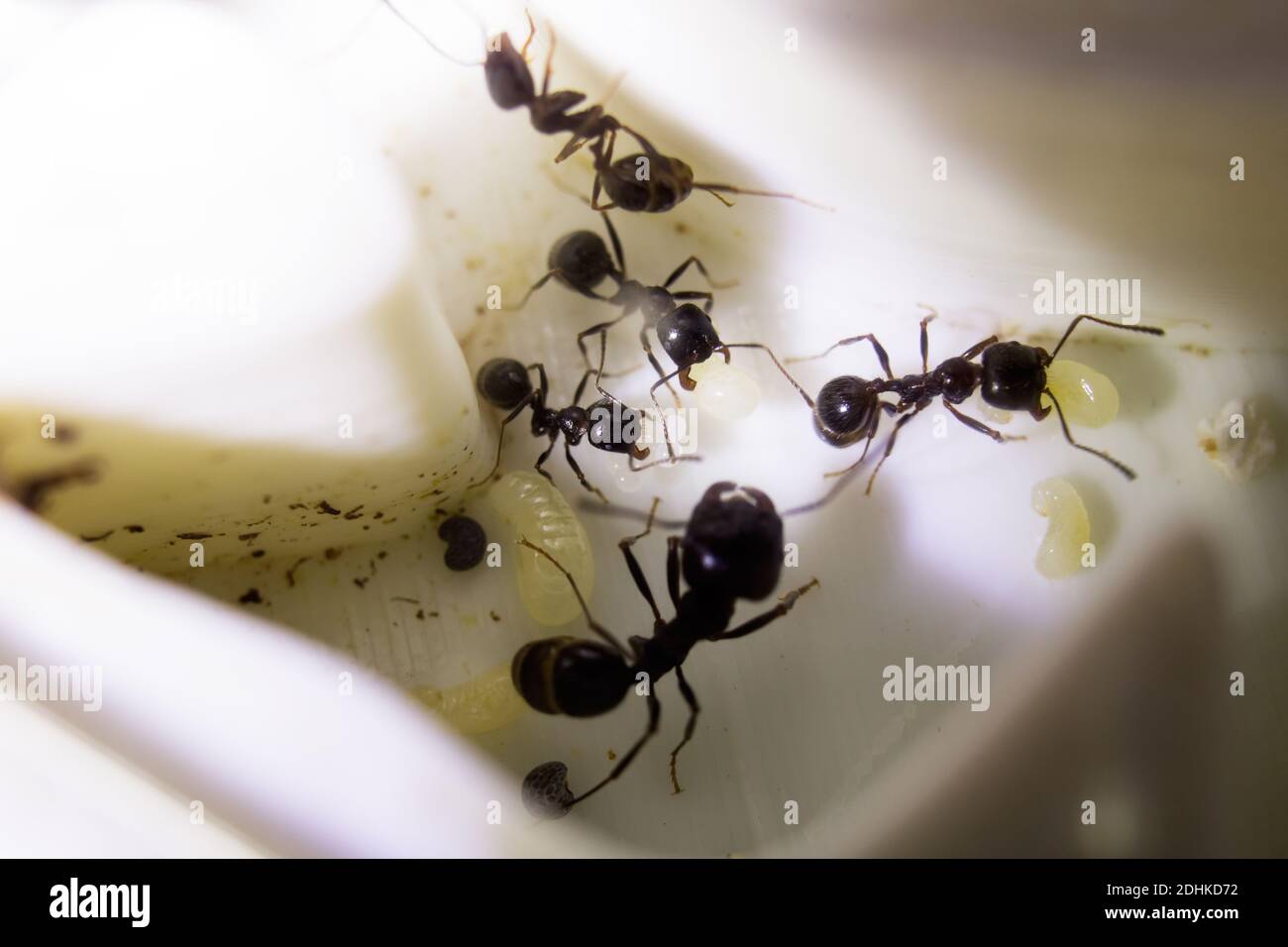 Ants messor structor in a formicaria close up Stock Photo - Alamy